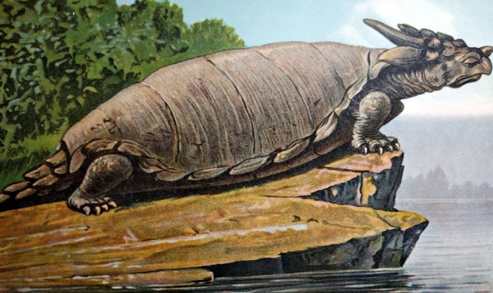 Antique Prehistoric Dinosaur Turtle Meiolania Engraving 1900 - Etsy