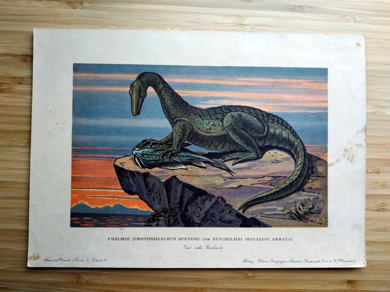 1900 Antique Rare Animal Protorosaurus Print Engraving - Etsy