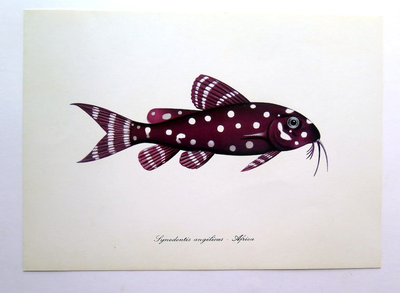 1975 FISH Lithograph Print Antique Polka-dot African Catfish - Etsy