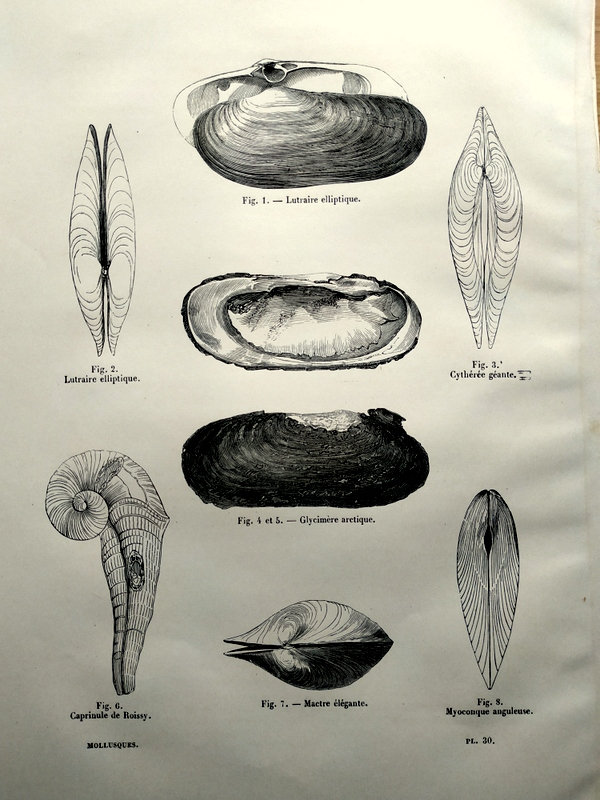 1860 Rare Antique SHELLS Molluscs Engraving Original Otter - Etsy