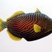 Antique FISH Print, Vintage Orange Triggerfish Lithograph, 1975 Curious ...
