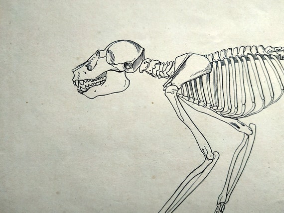 Slender Loris Skeleton