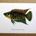 1975 Antique Banded Bushfish Lithograph FISHES Color Print - Etsy