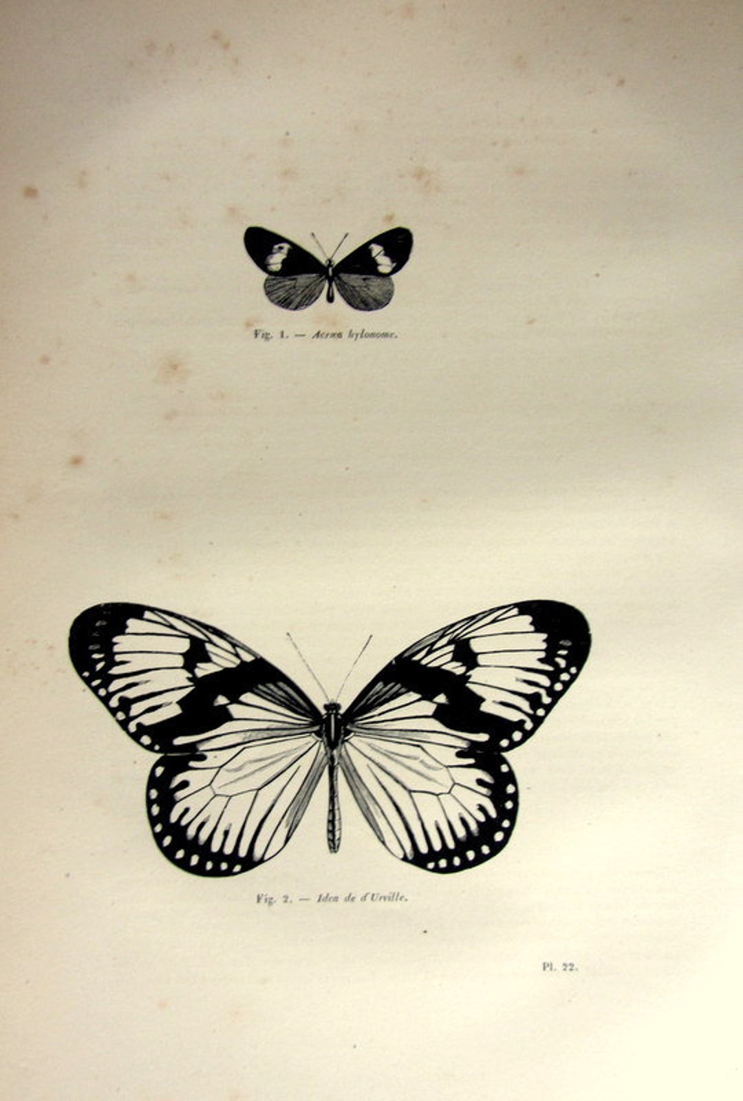 1860 Antique Butterfly Print Original Rare Butterflies - Etsy