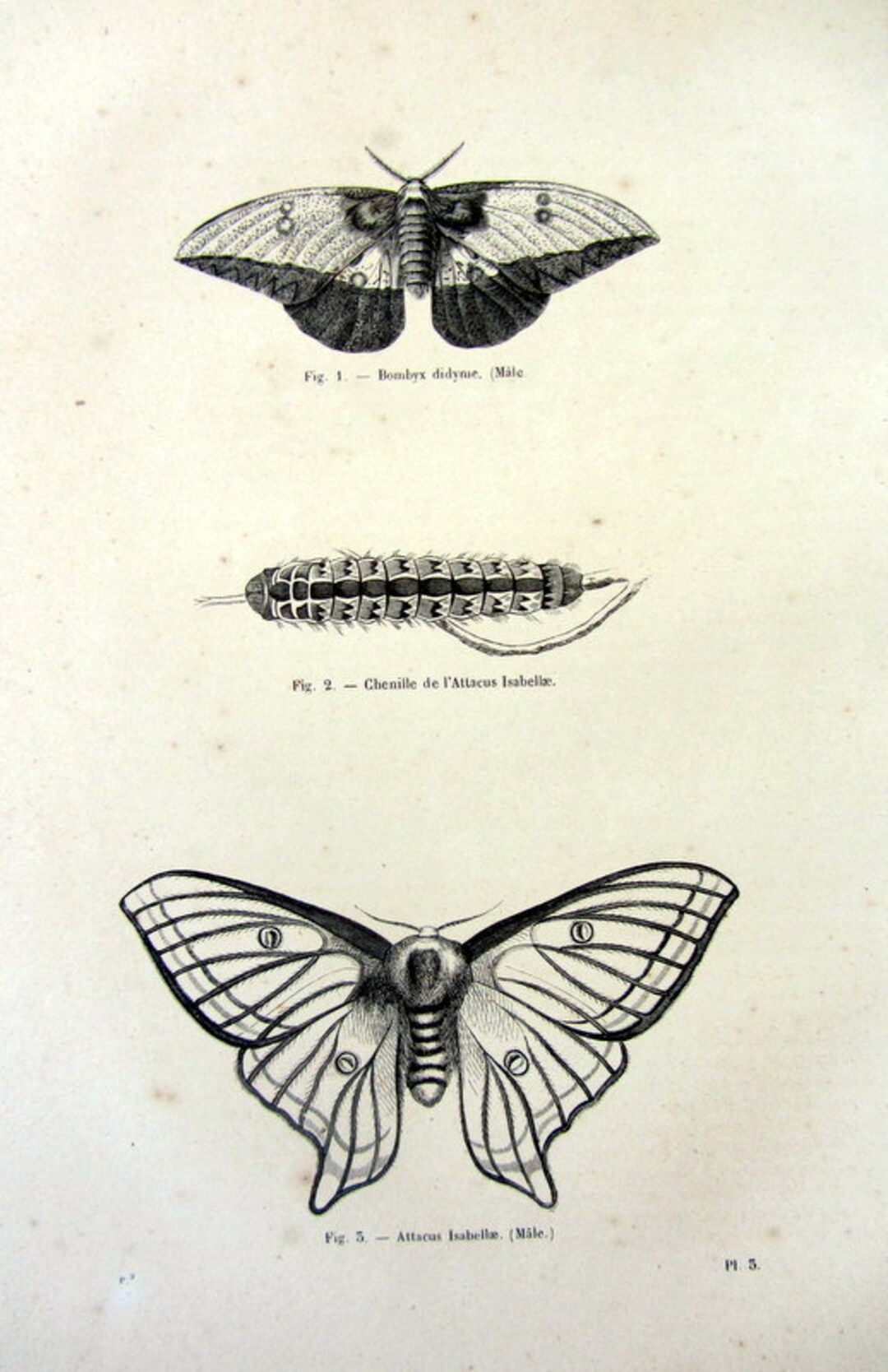 Curious Antique Original Moths Caterpillar Print, 1860 Vintage Insects ...
