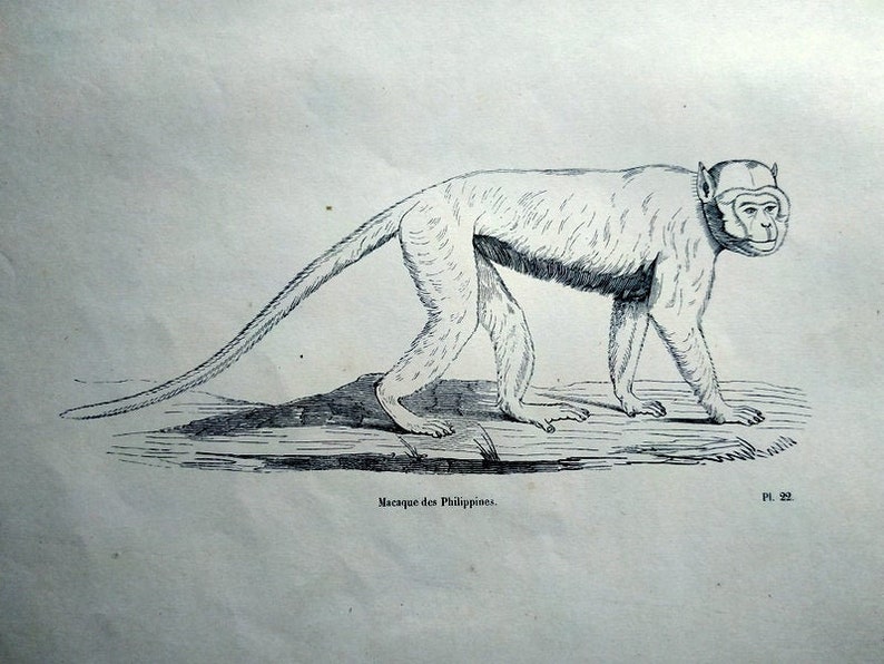 Antique Crab Macaque Print, Original MONKEY Engraving, 1860 Natural ...