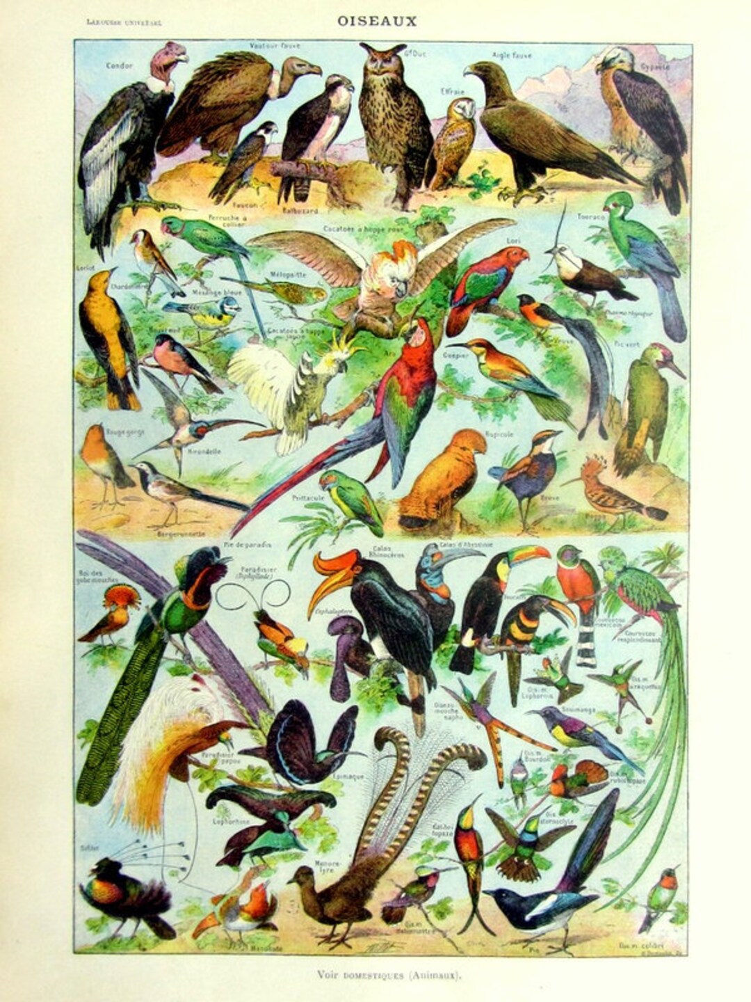 1923 Original Antique French Birds Print, Vintage Color Bird Engraving ...