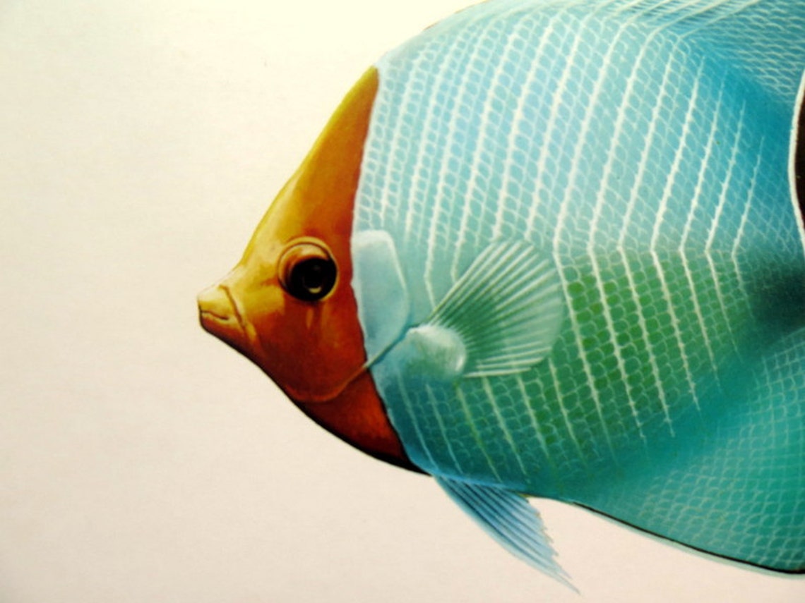 Vintage Fish Lithograph Print, 1975 Antique Hooded Butterflyfish Color ...