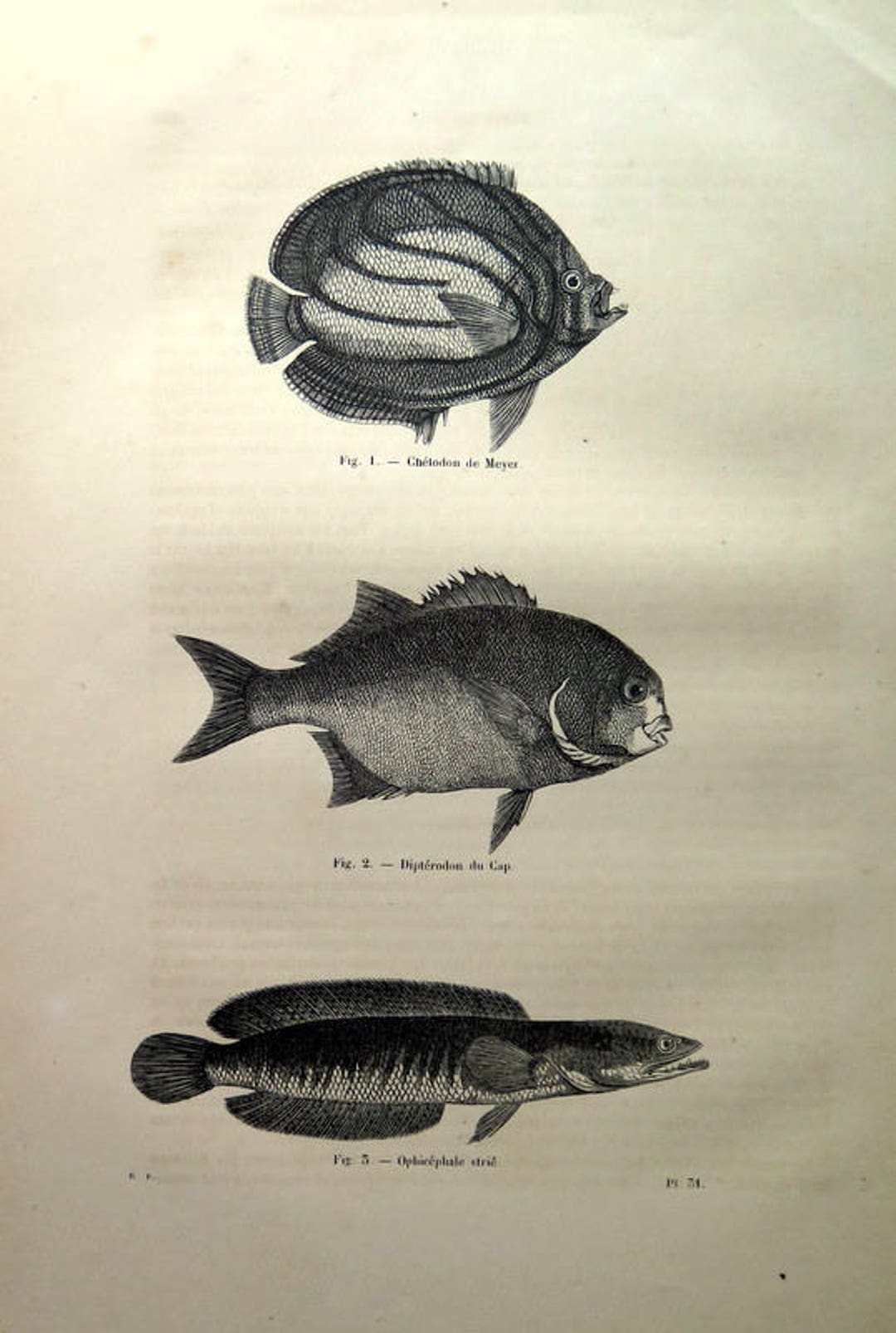 1860 Amazing Antique Different Fishes Engraving, Rare Fish Print ...