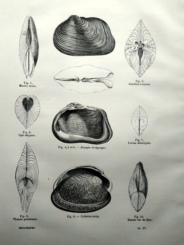 1860 Amazing Antique SHELLS Molluscs Engraving, Original Pacific ...