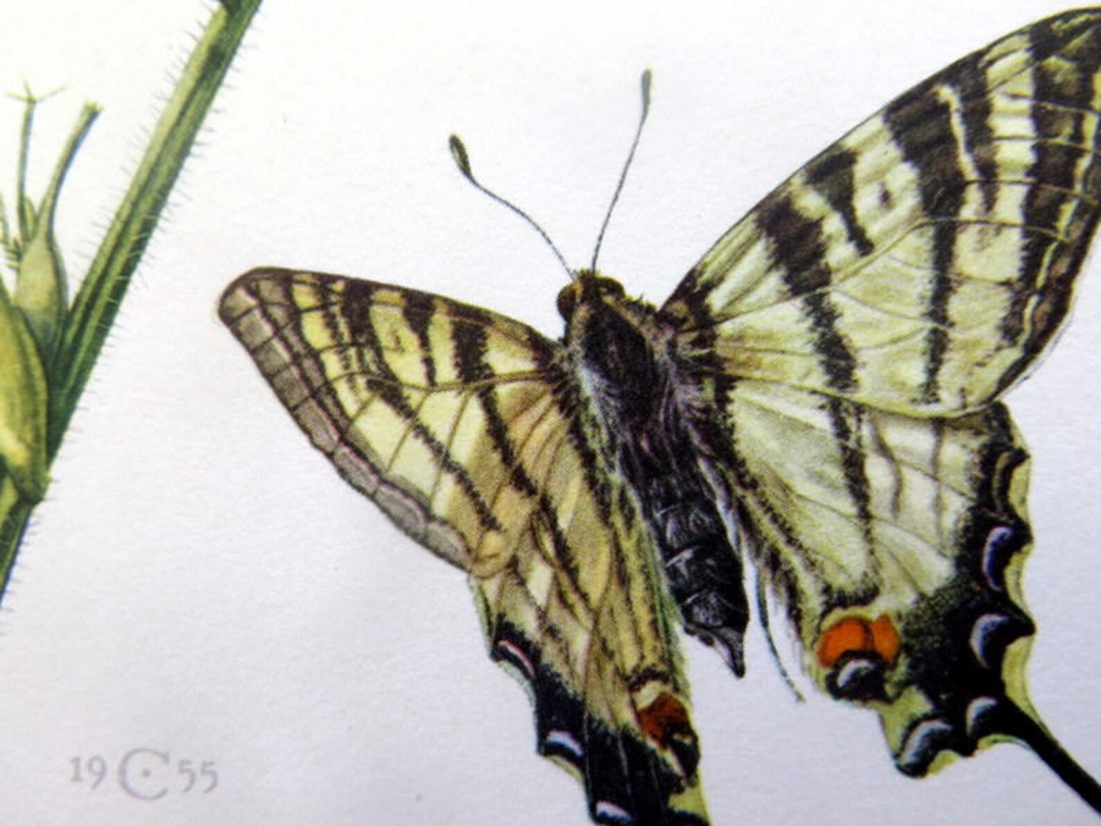 Antique Butterfly Print Old World Swallowtail Ithograph1967 - Etsy