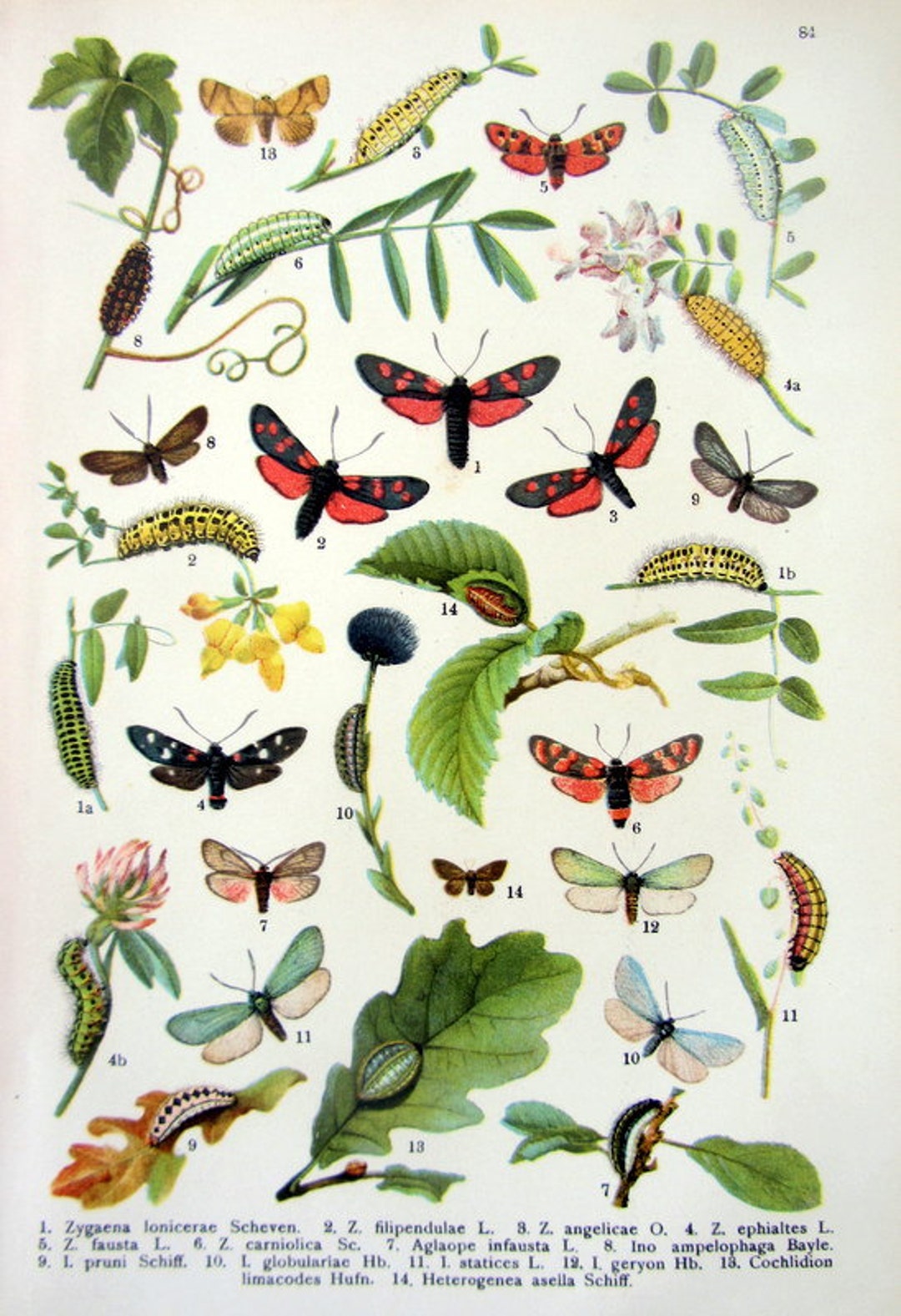 1907 Original Moth Print, Antique Moths Engraving, Vintage Lepidoptera ...