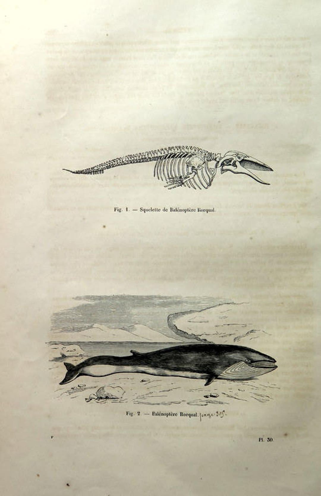 1860 Antique Original Fin Whale Engraving, Vintage Skeleton Common ...