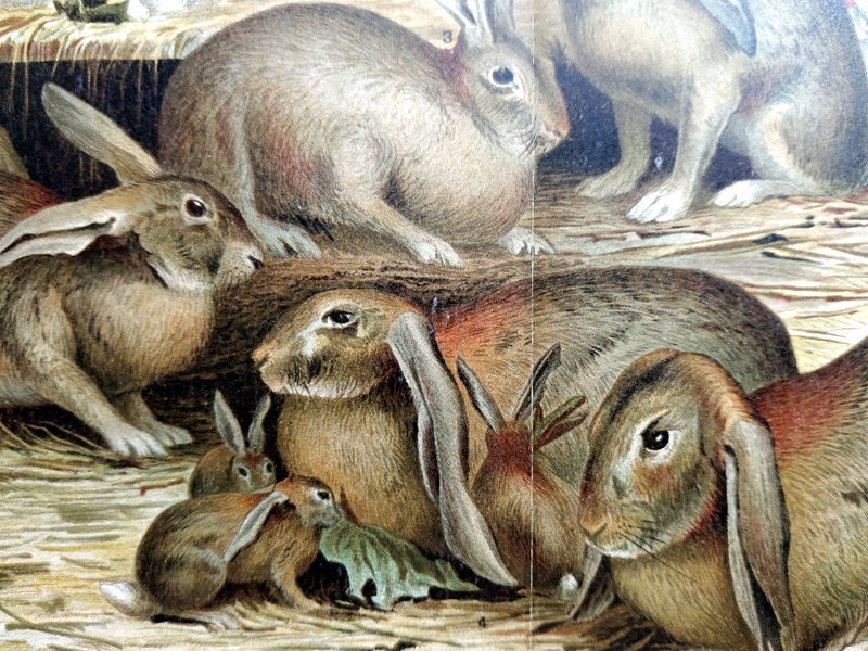 1894 Antique RABBITS Engraving, Vintage Fine Color Lithograph Animal ...