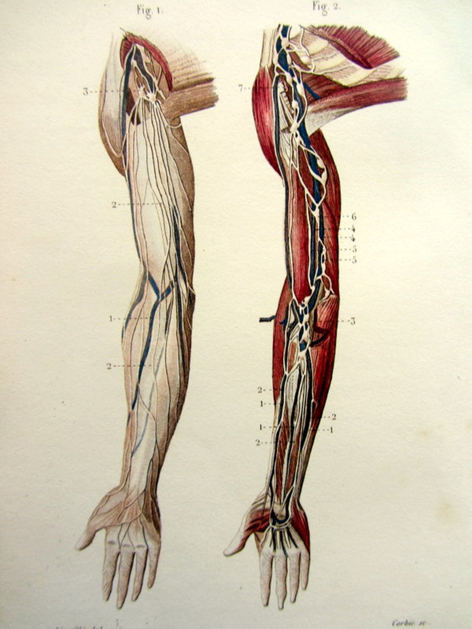 1852 Antique Angiology Anatomy Color Lithograph Print Curious - Etsy