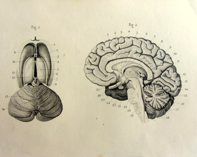 1861 Antique Brain Print Imagery Central Nervous System by - Etsy