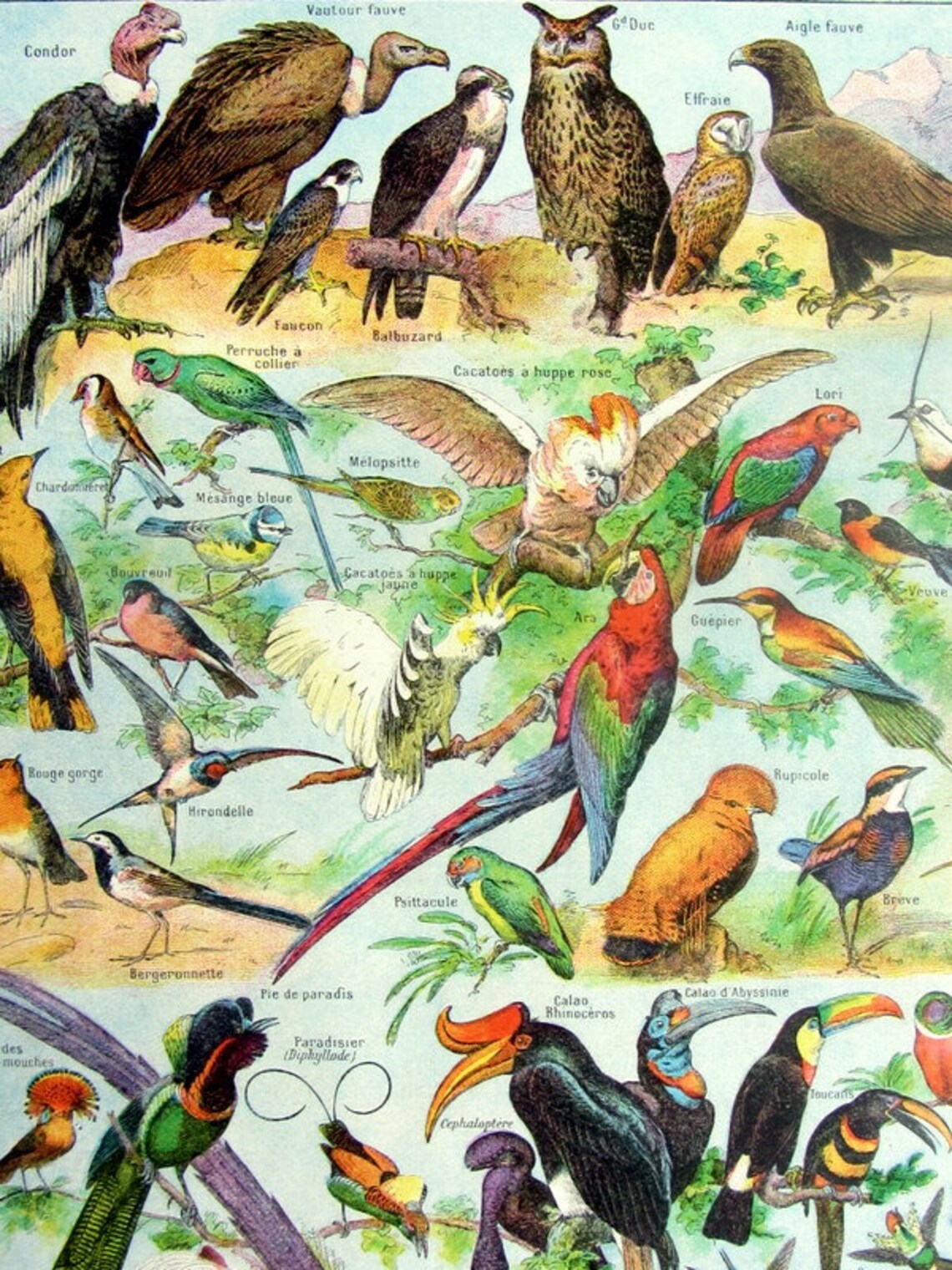 1923 Original Antique French Birds Print, Vintage Color Bird Engraving ...