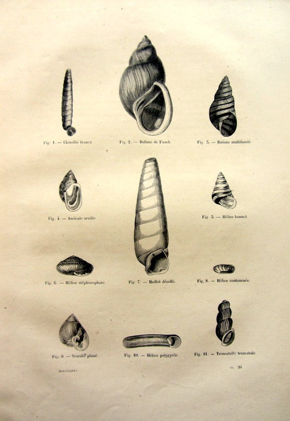 1860 antique SHELLS print gastropod mollusk shell sea life illustration ...