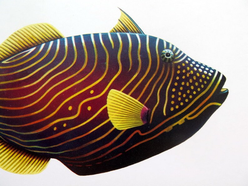 Antique FISH Print, Vintage Orange Triggerfish Lithograph, 1975 Curious ...