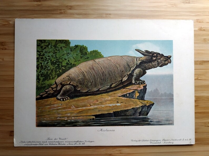 Antique Prehistoric Dinosaur Turtle Meiolania Engraving 1900 - Etsy