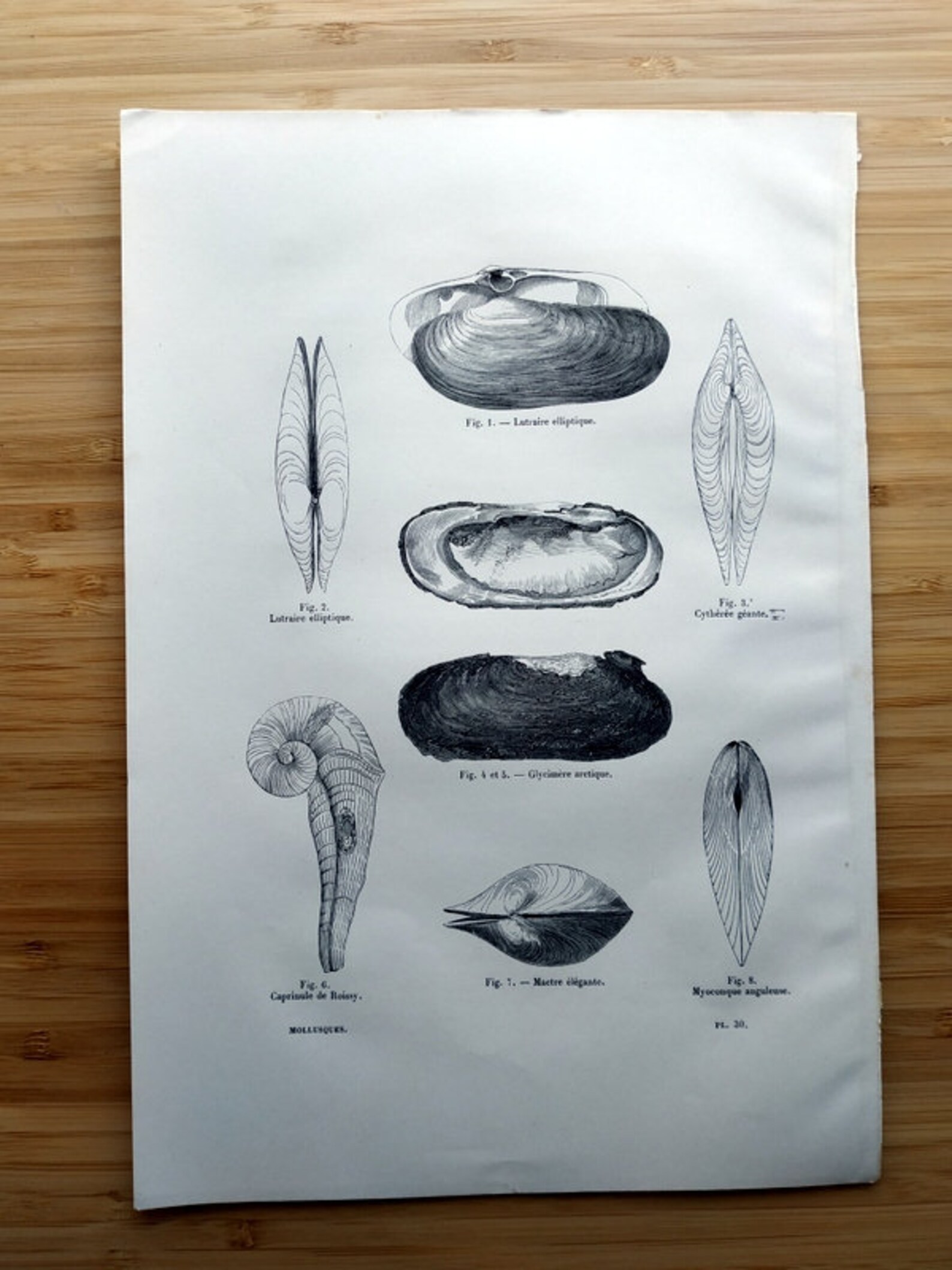 1860 Rare Antique SHELLS Molluscs Engraving Original Otter - Etsy