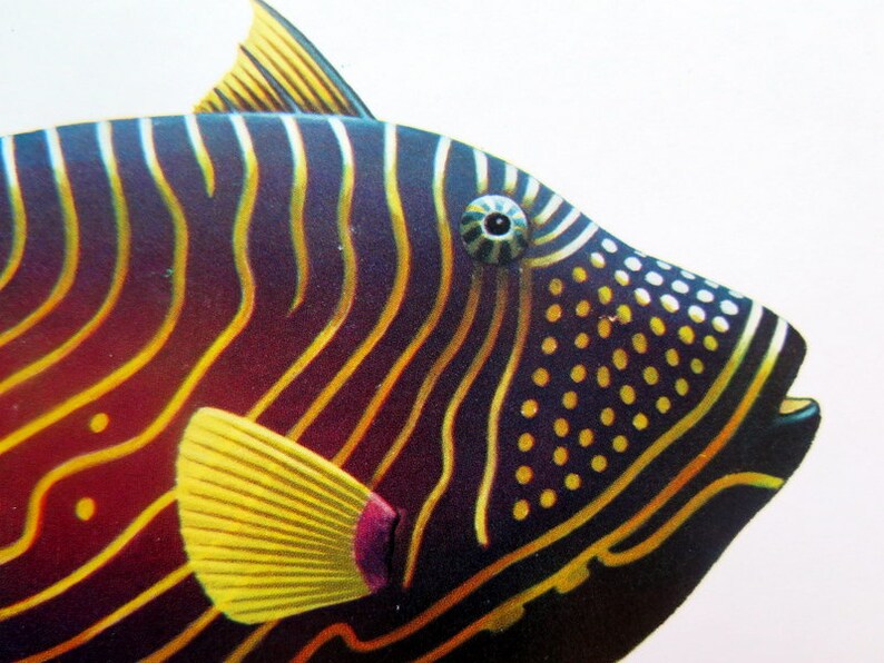 Antique FISH Print, Vintage Orange Triggerfish Lithograph, 1975 Curious ...