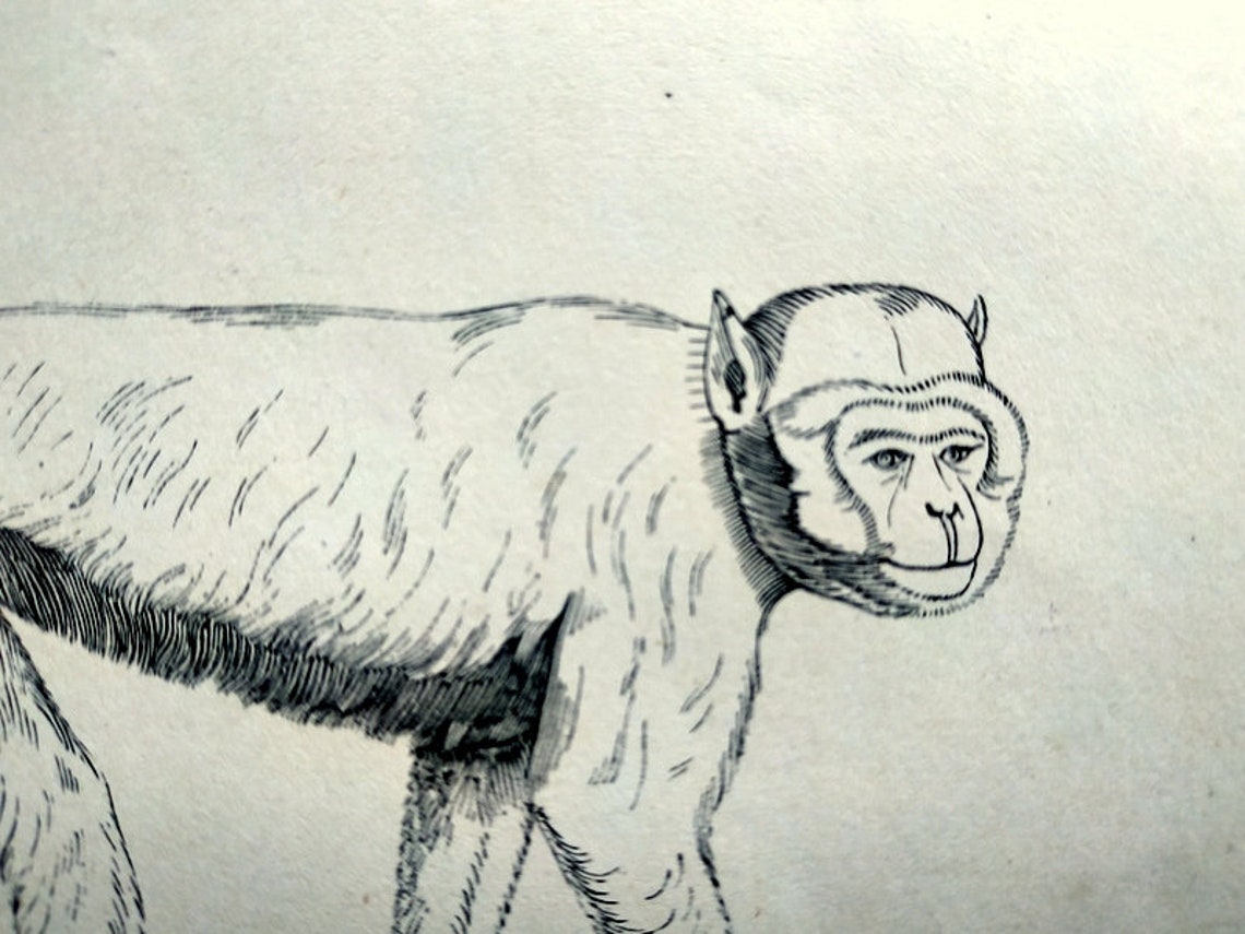 Antique Crab Macaque Print Original MONKEY Engraving 1860 - Etsy