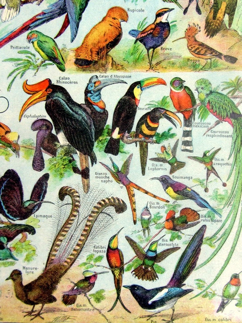 1923 Original Antique French Birds Print, Vintage Color Bird Engraving ...