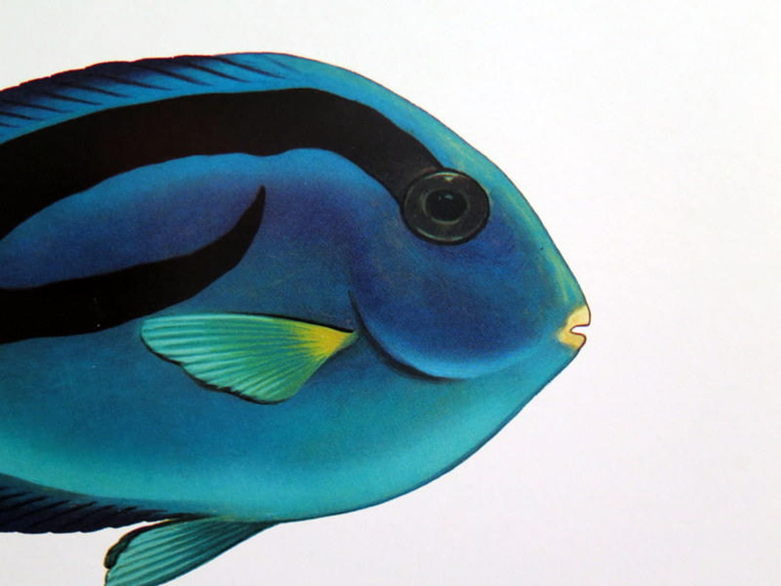 Vintage Marine Tropical Fish Lithograph Print 1975 Antique - Etsy