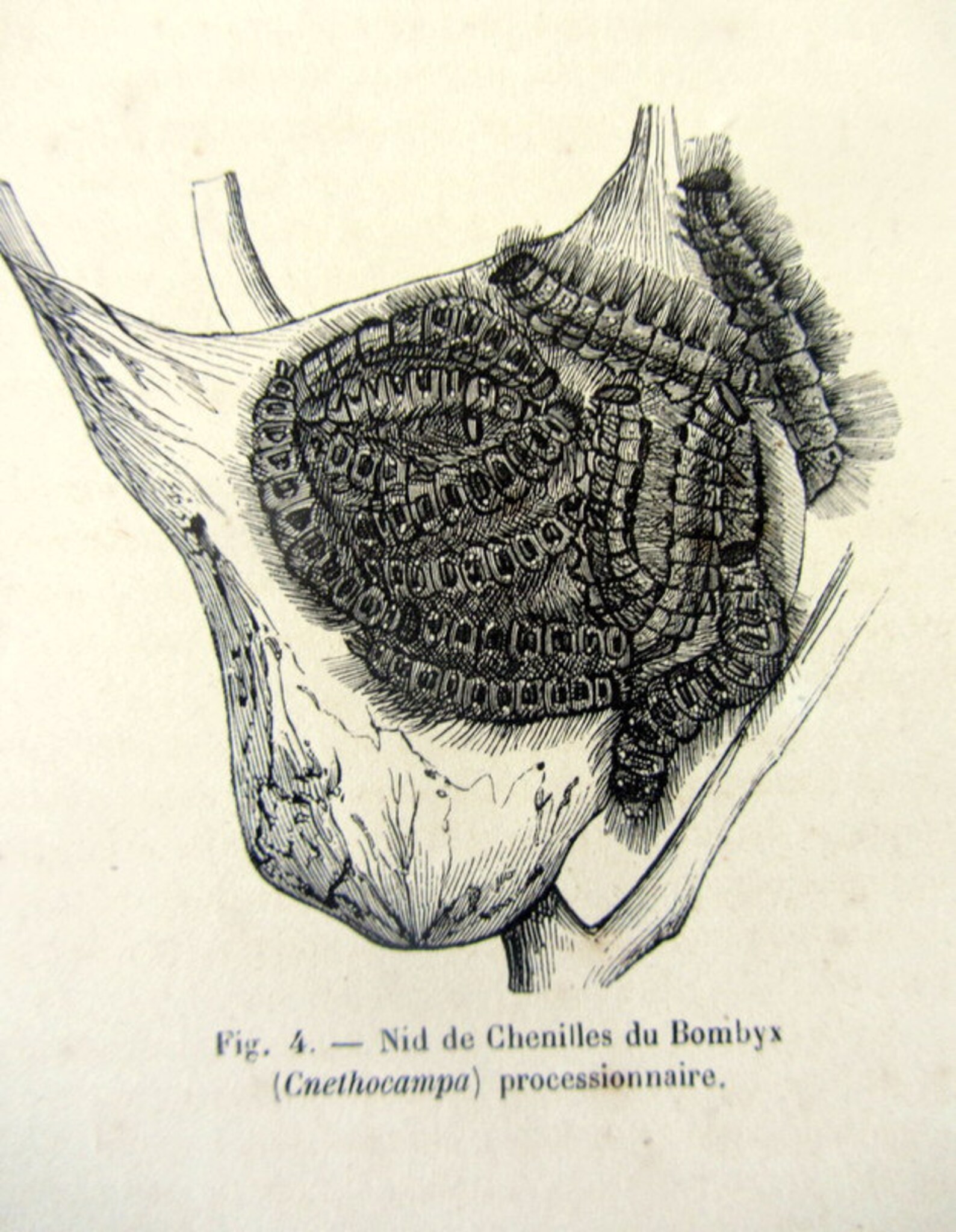 1860 diversi tipi di falene antico originale incisione bruco, insetti ...