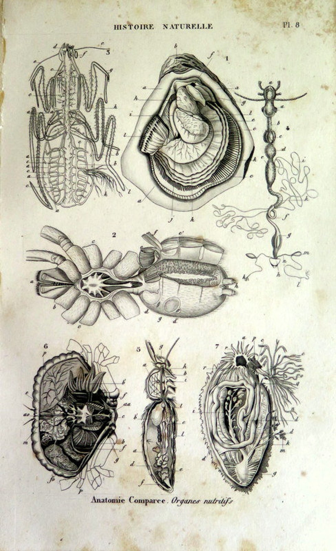 Strange Antique Original Dissection Print, Curious 1852 Comparative ...