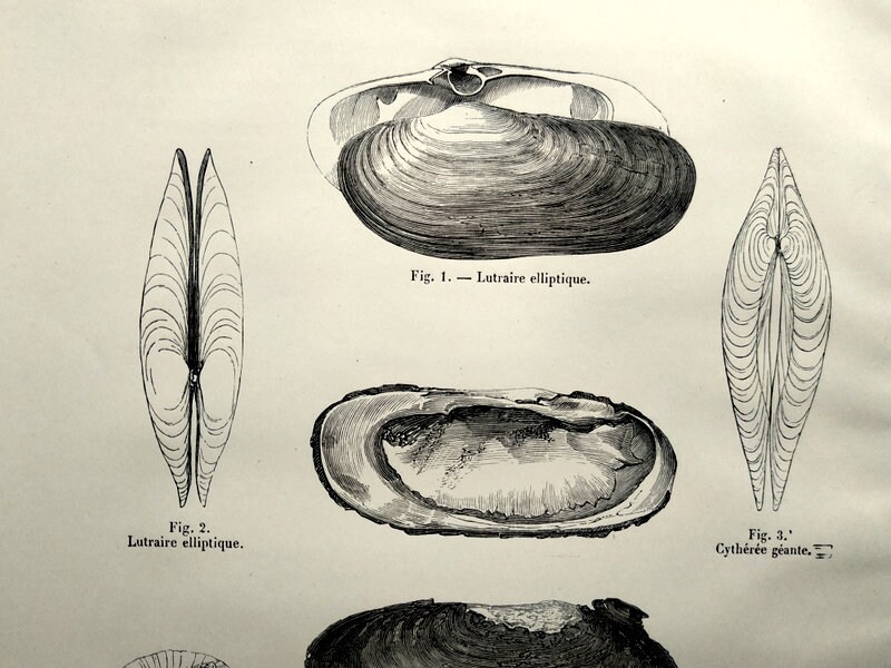 1860 Rare Antique SHELLS Molluscs Engraving Original Otter - Etsy