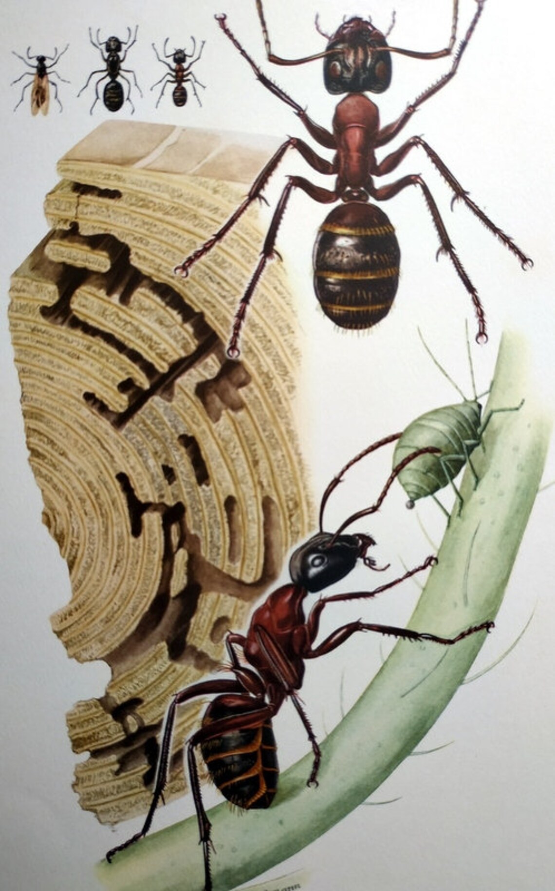 Antique Carpenter Ants Lithograph 1967 INSECTS ANT COLOR - Etsy