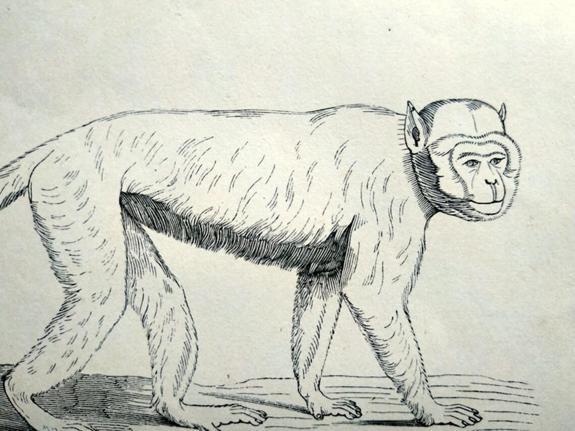 Antique Crab Macaque Print Original MONKEY Engraving 1860 - Etsy