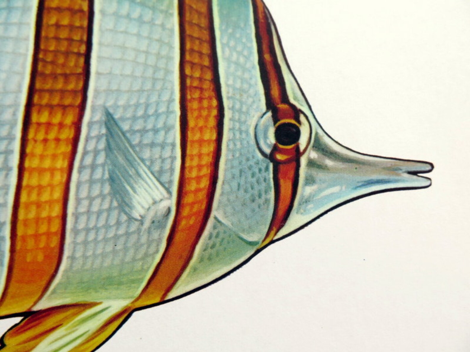 Antique Vintage Copperband Butterflyfish Print, 1975 FISHES Color ...