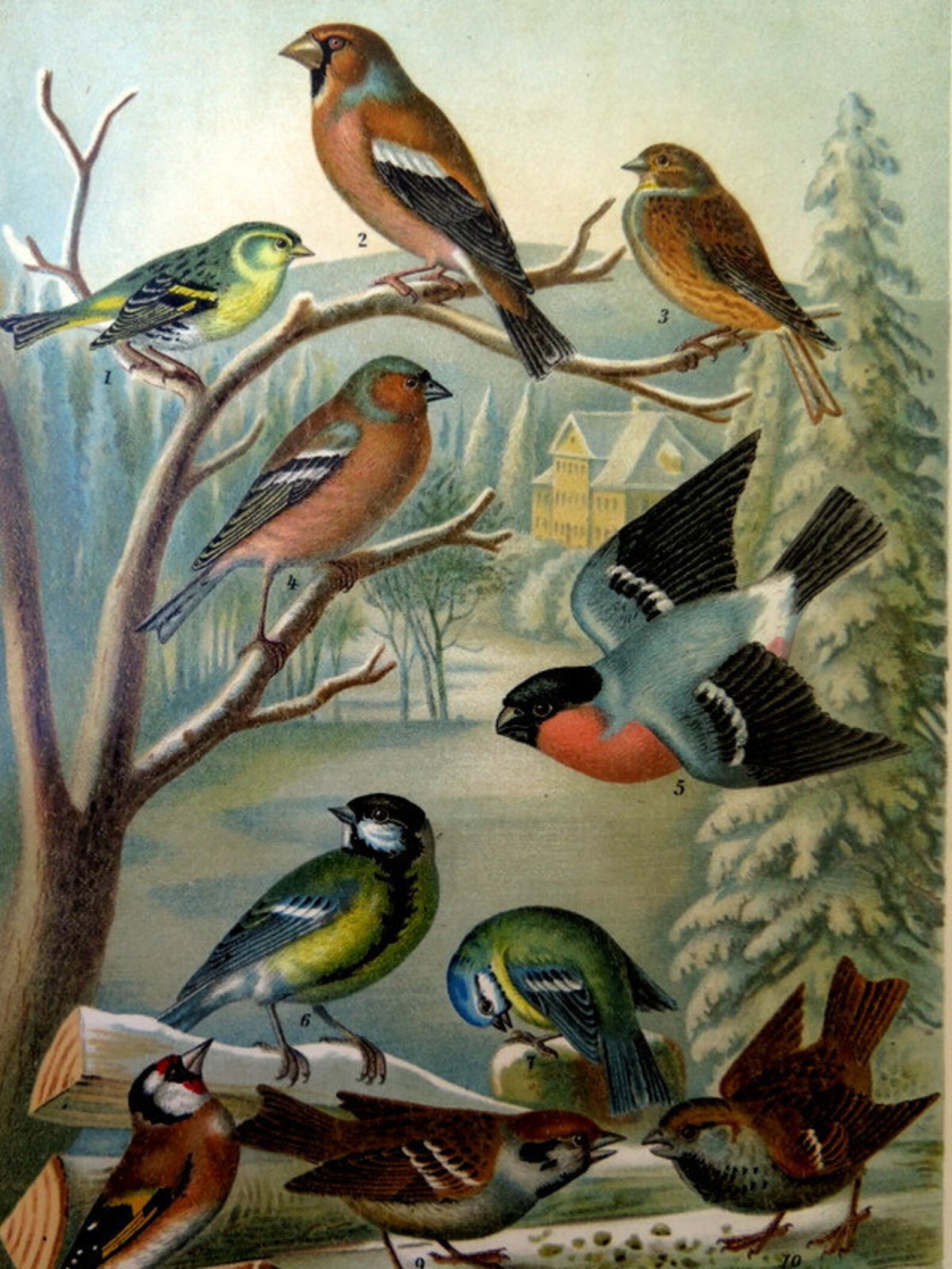 1904 Rare Antique SONGBIRD Color Engraving ,original Vintage Bird ...