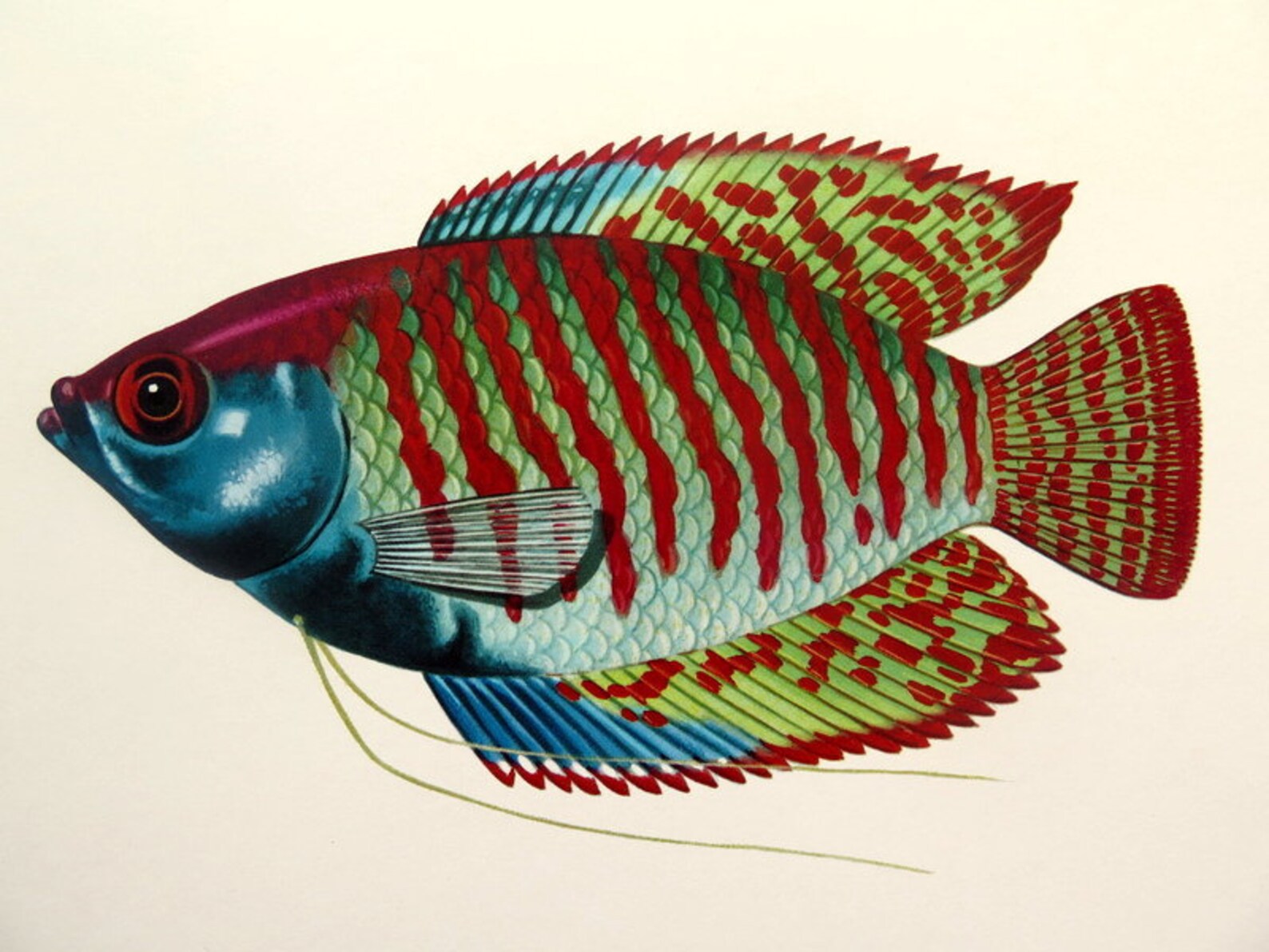 Antique Fish Lithograph Lithograph Print, 1975 Antique Dwarf Gourami ...