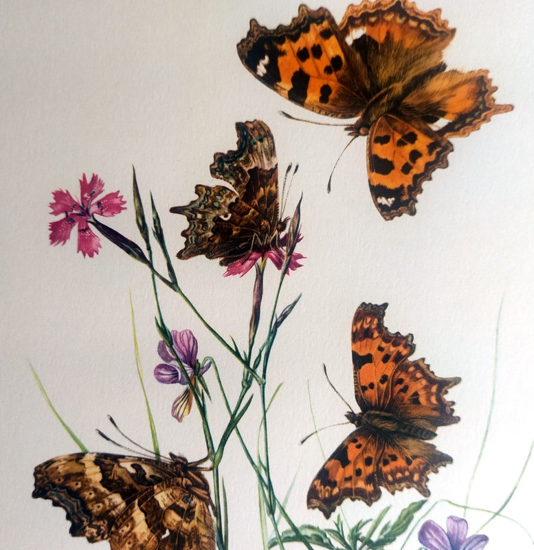 Antique BUTTERFLIES Lithograph Engraving 1967 Tortoiseshell - Etsy
