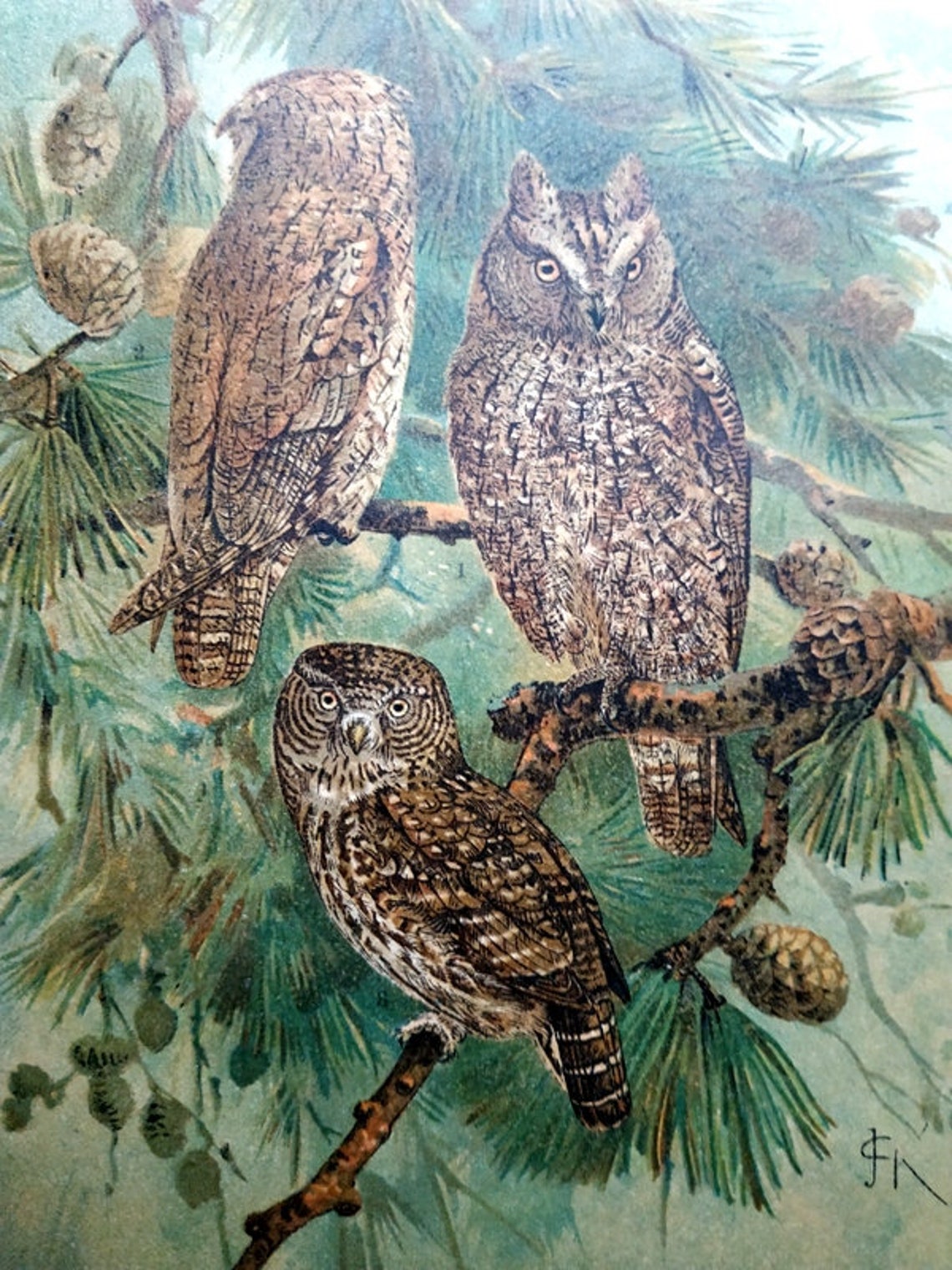 Differents Types of Scops Owls PRINT. 1903 Antique Original - Etsy