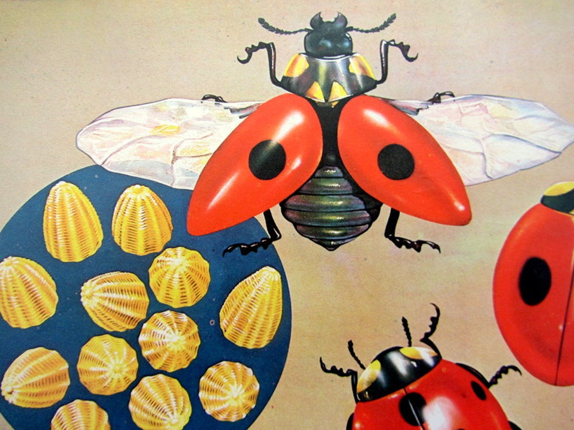 Vintage Original Insects Magazine Cover of Science and - Etsy