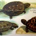 Antique Original Colored Lithograph Sea TURTLES Oddity, Color Engraving, 1927 Vintage TORTOISES ...