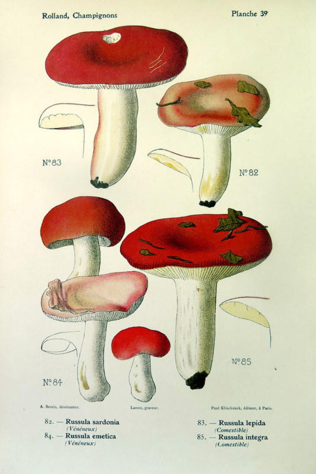 Mushroom Art Print, 1910 Original Edible and Toxic Fungus, Brittlegils ...