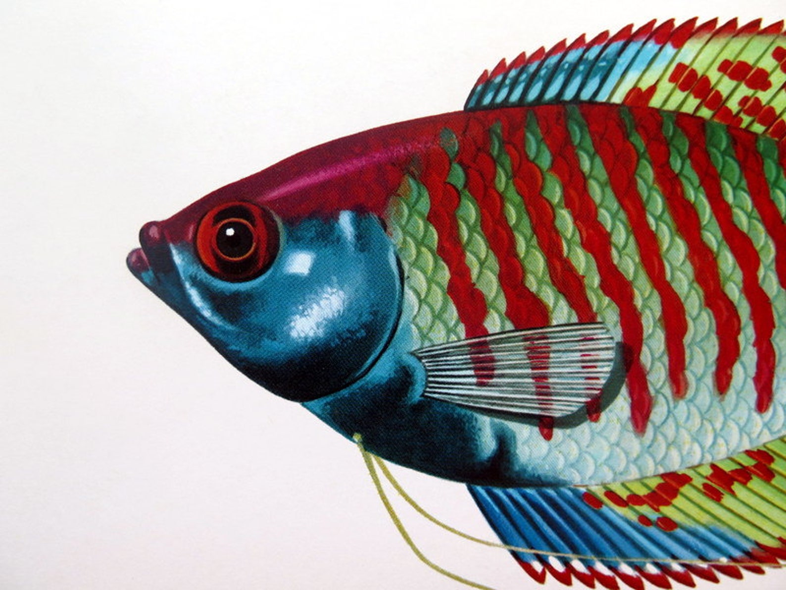 Antique Fish Lithograph Lithograph Print, 1975 Antique Dwarf Gourami ...