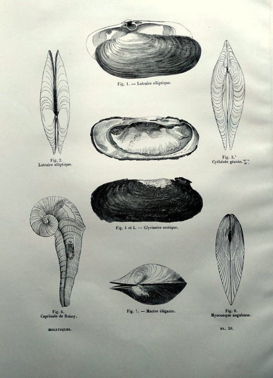 1860 Rare Antique SHELLS Molluscs Engraving, Original Otter Shell Print ...