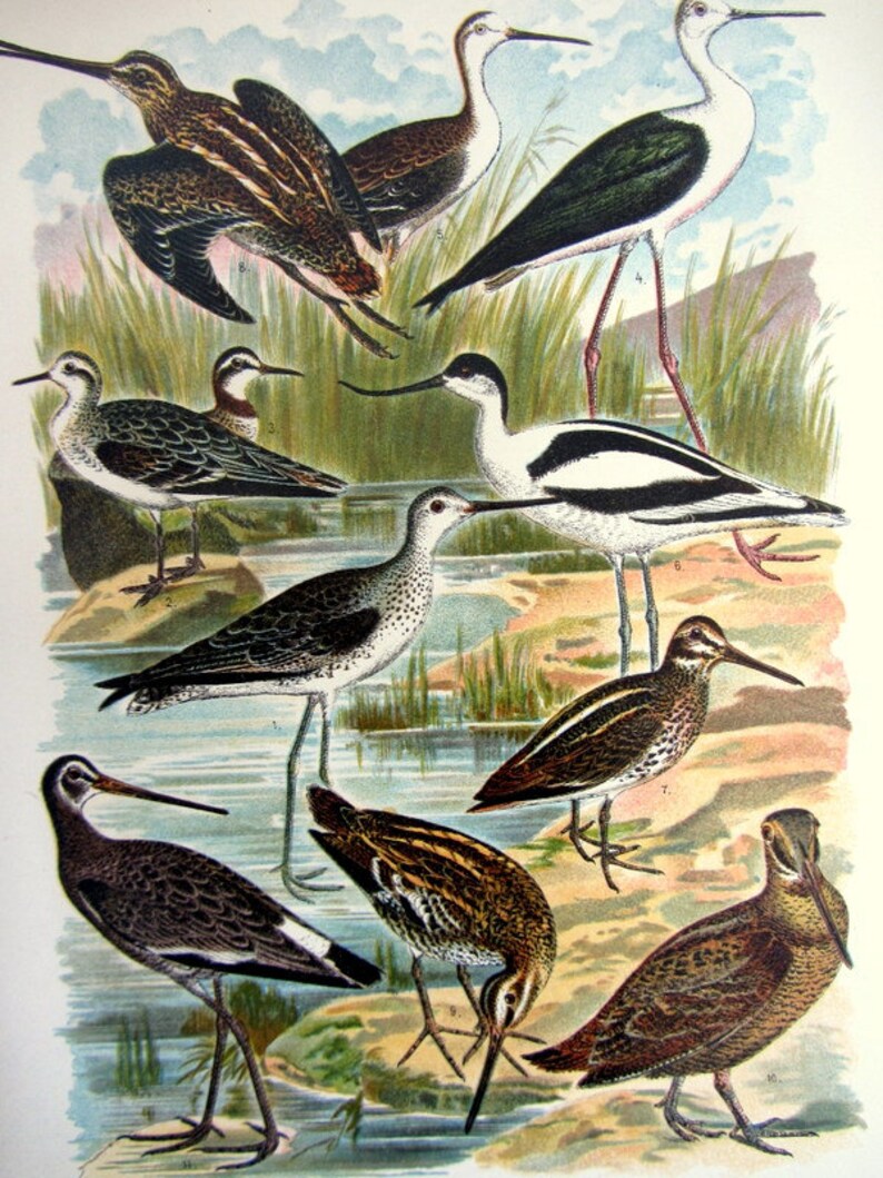 1922 Antique Different Species of Wading Birds Print, Vintage ...