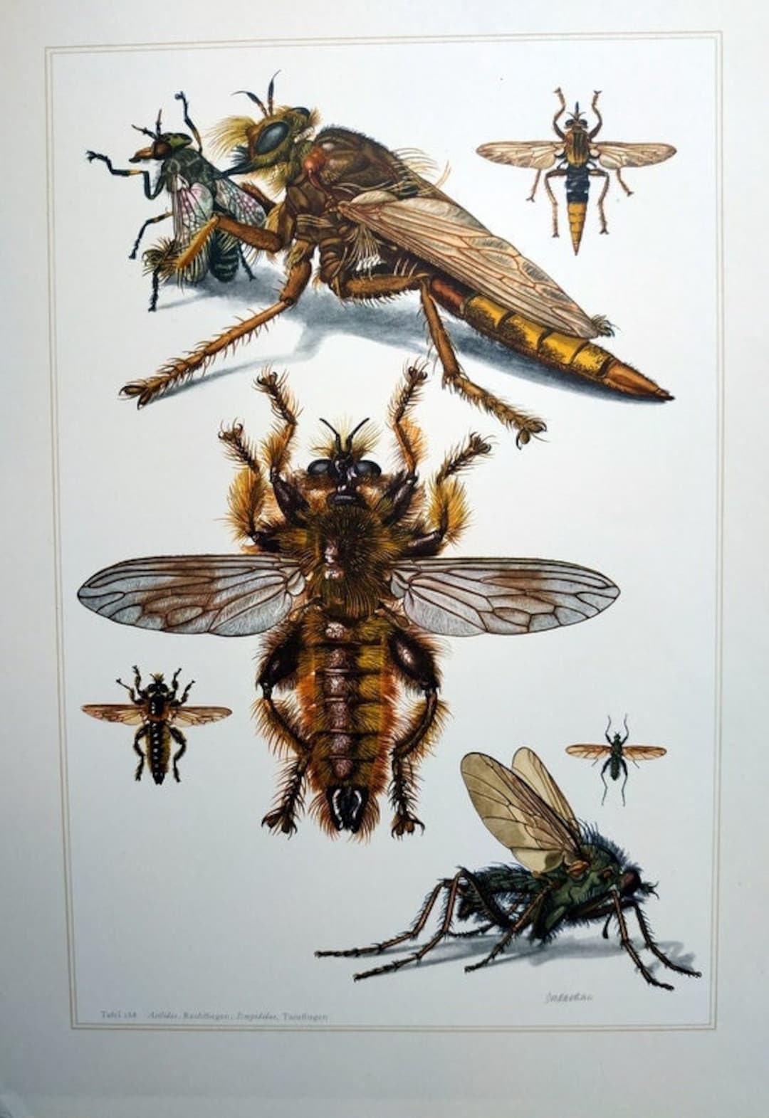 1967 Antique INSECTS Lithograph Engraving Robber Fly Color - Etsy