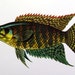 1975 Antique Banded Bushfish Lithograph FISHES Color Print - Etsy