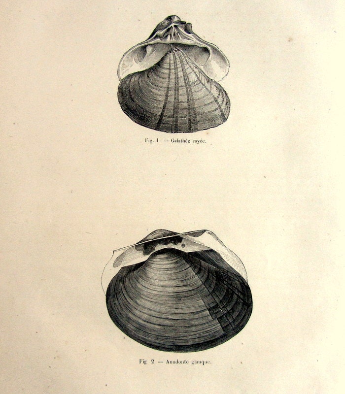 1860 antique SHELLS print gastropod mollusk shell sea life illustration ...
