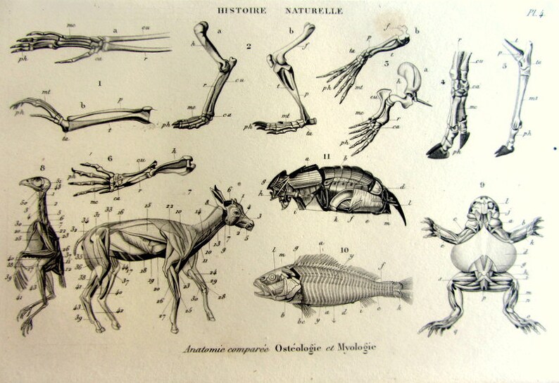 1852 Rare Antique Osteology Myology Animals Print, Vintage Comparative ...