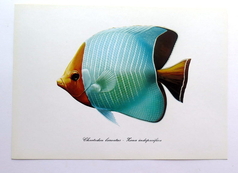 Vintage Fish Lithograph Print, 1975 Antique Hooded Butterflyfish Color ...